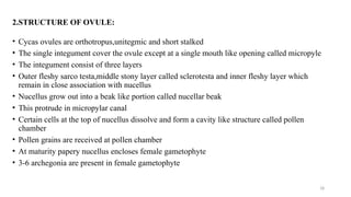 cycas plant and plant anatomy for msc botany | PPTX