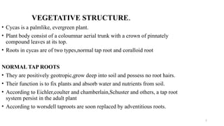cycas plant and plant anatomy for msc botany | PPTX