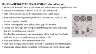 cycas plant and plant anatomy for msc botany | PPTX