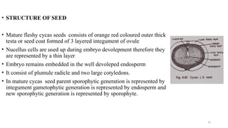 cycas plant and plant anatomy for msc botany | PPTX