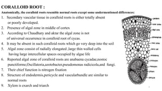 cycas plant and plant anatomy for msc botany | PPTX