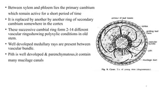 cycas plant and plant anatomy for msc botany | PPTX | Gardening | Home ...