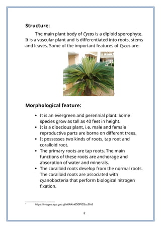 cycas sadia.docx,pptx.publication.............. | DOCX