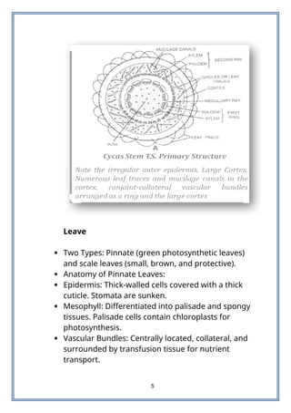cycas sadia.docx,pptx.publication.............. | DOCX