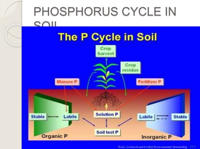 Phosphorus Cycle | PPT