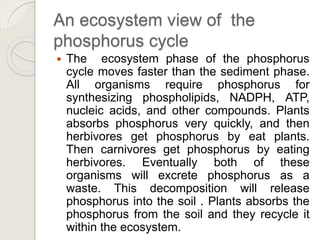 Phosphorus Cycle | PPTX