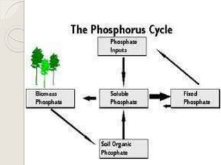 Simple Phosphorus Cycle Diagram