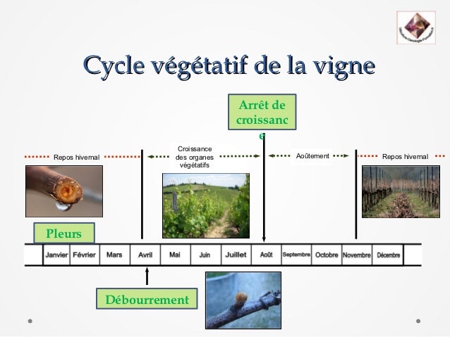 Cycle vegetatif