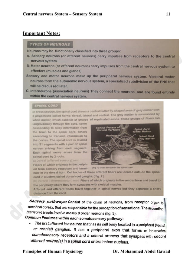 Cycle 1 sensory system | PDF