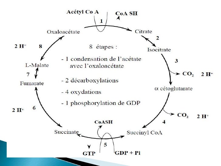 Explication Du Cycle De Krebs _ Cycle De Krebs Étapes – LKHQT