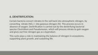 CYCLE OF NITROGEN IN NATURE presentation 10th grade biology ecology ...