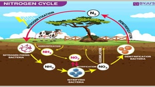 CYCLE OF NITROGEN IN NATURE presentation 10th grade biology ecology ...