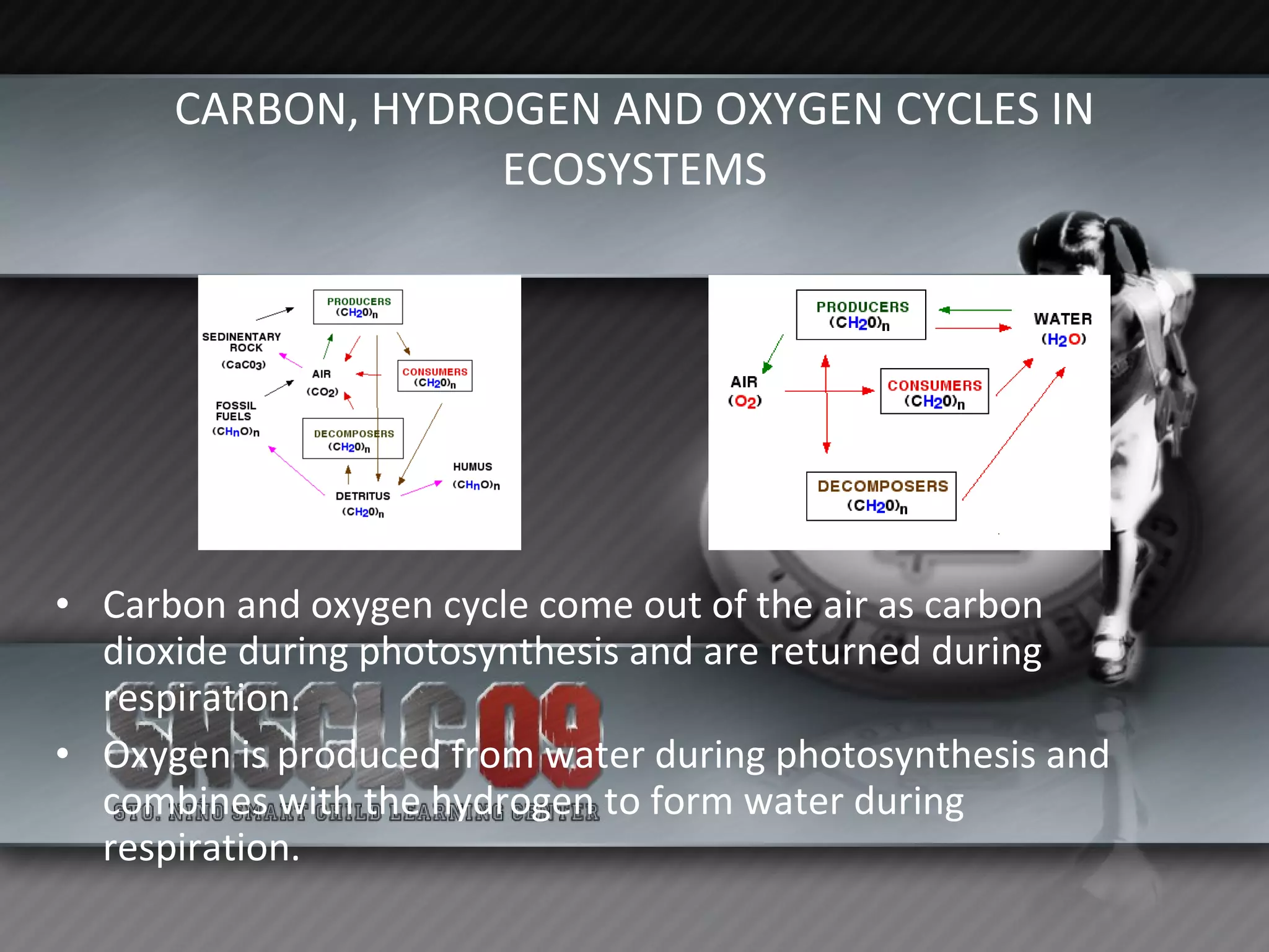 Nutrient Cycles | PPT