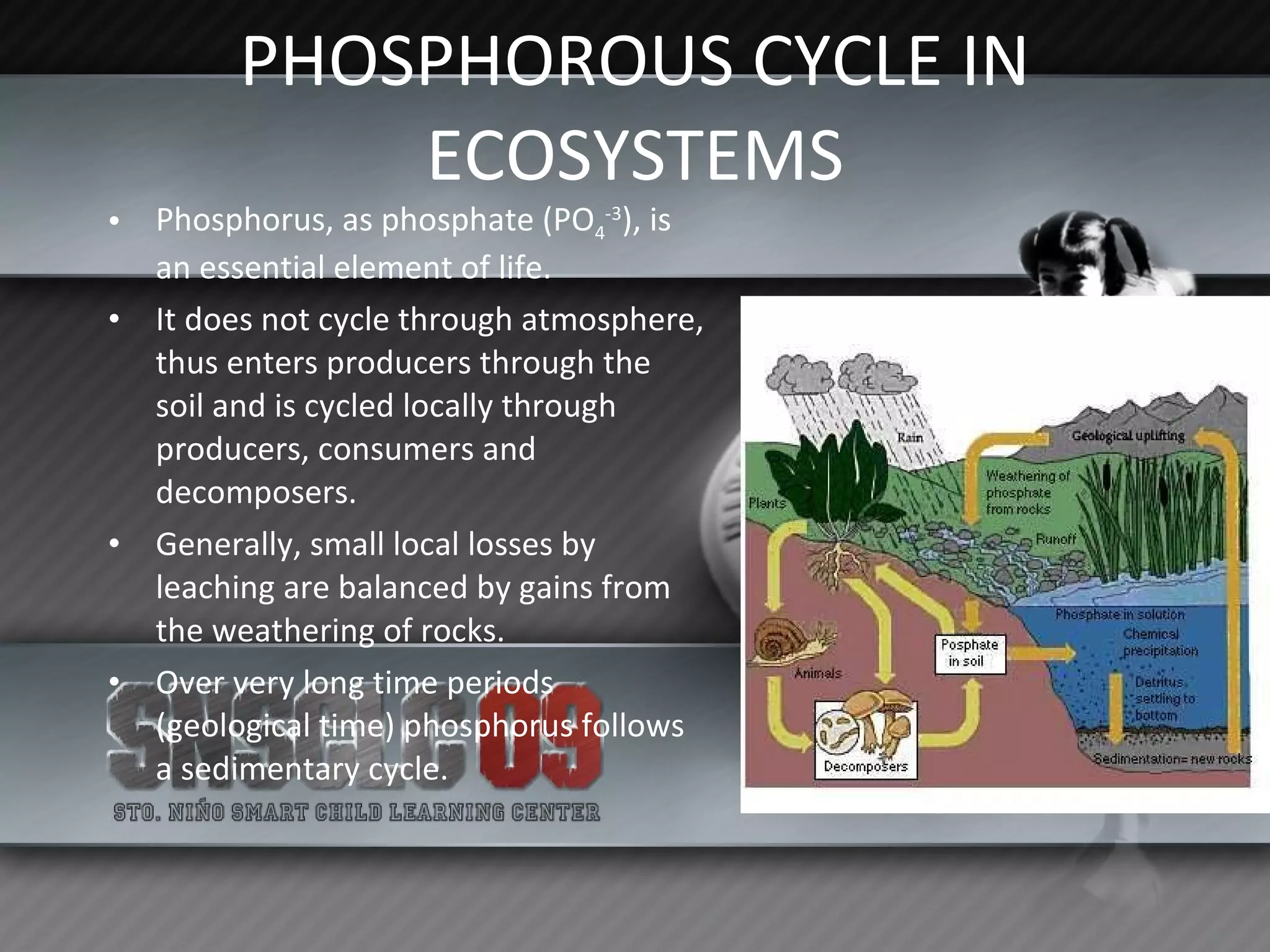 Nutrient Cycles | PPT