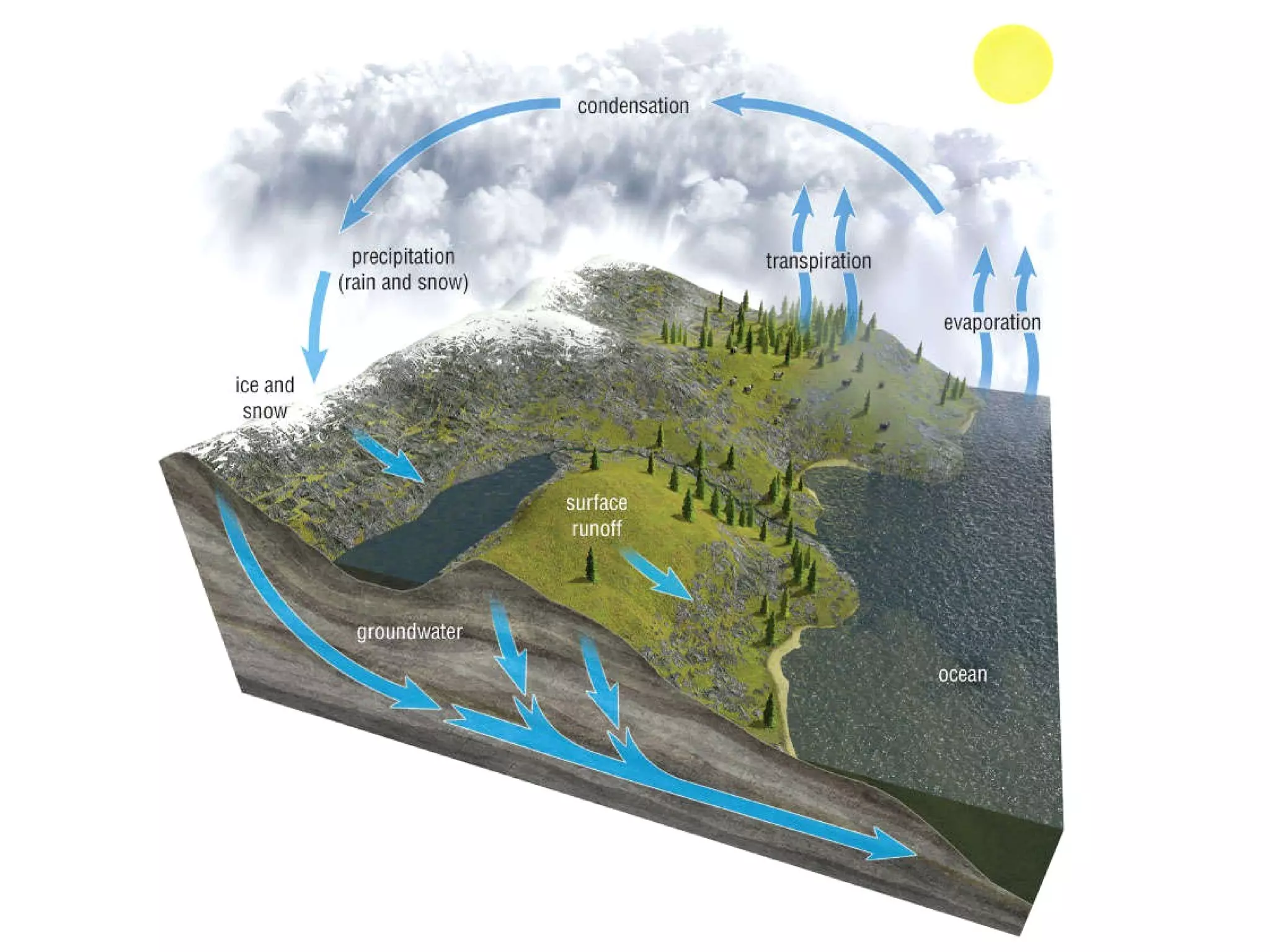 Cycling of Matter in Ecosystems | PPT