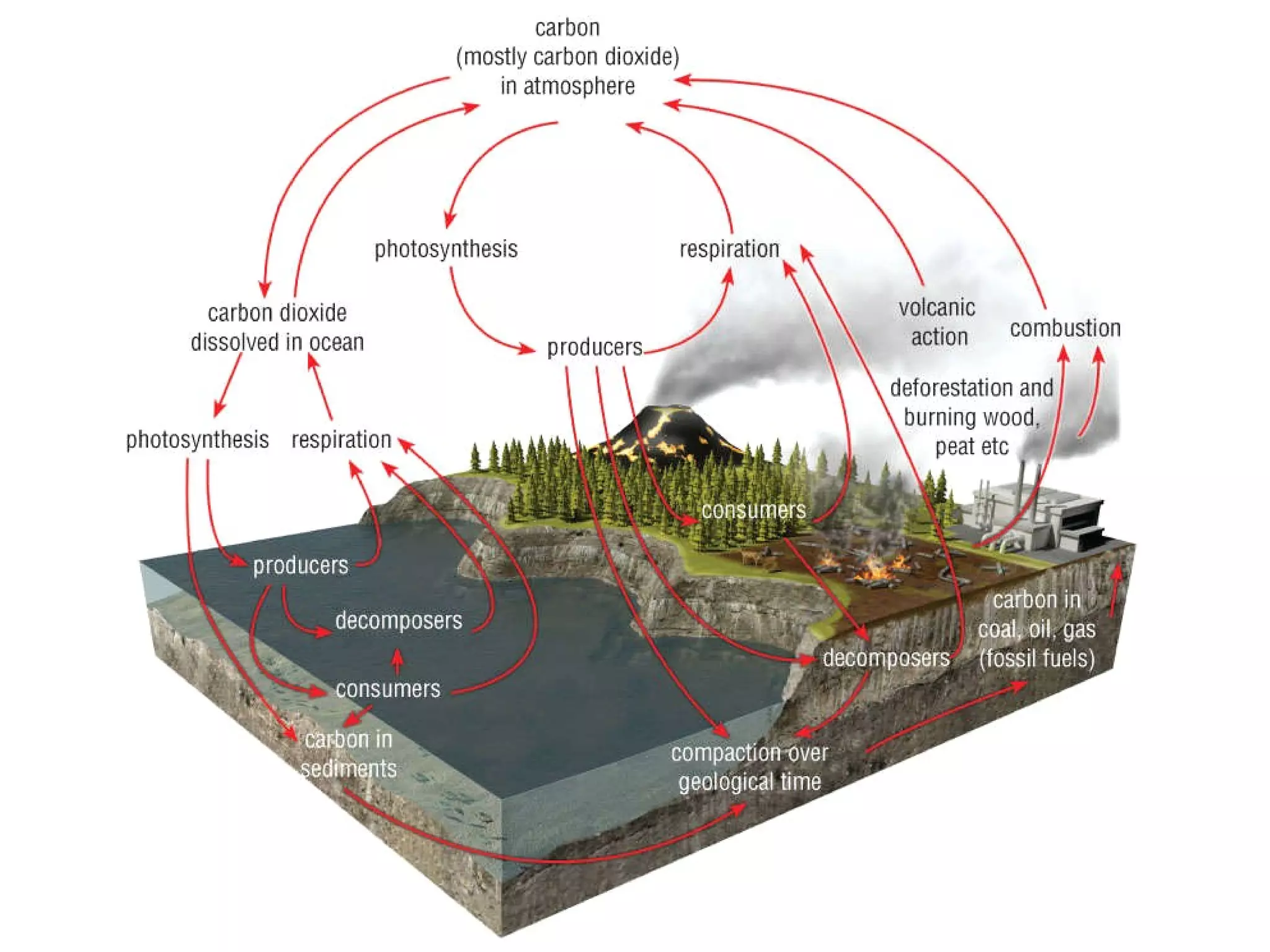 Cycling of Matter in Ecosystems | PPT