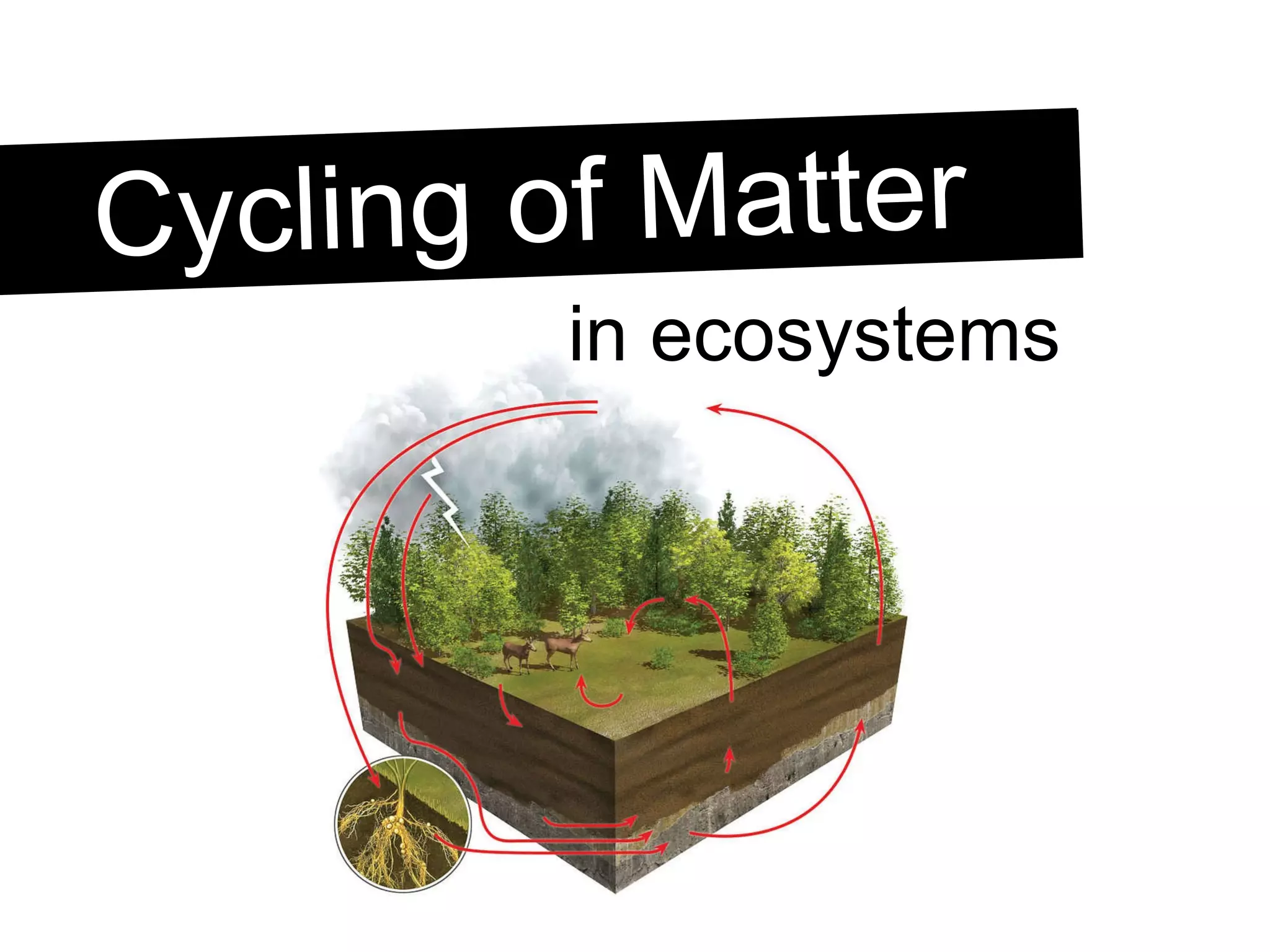 Cycling of Matter in ecosystems | PPT