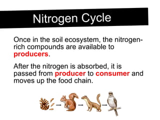 Cycling of Matter in Ecosystems | PPT