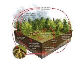 Cycling of Matter in Ecosystems | PPT