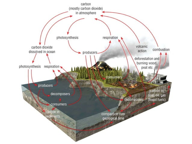 Cycling of Matter in Ecosystems | PPT