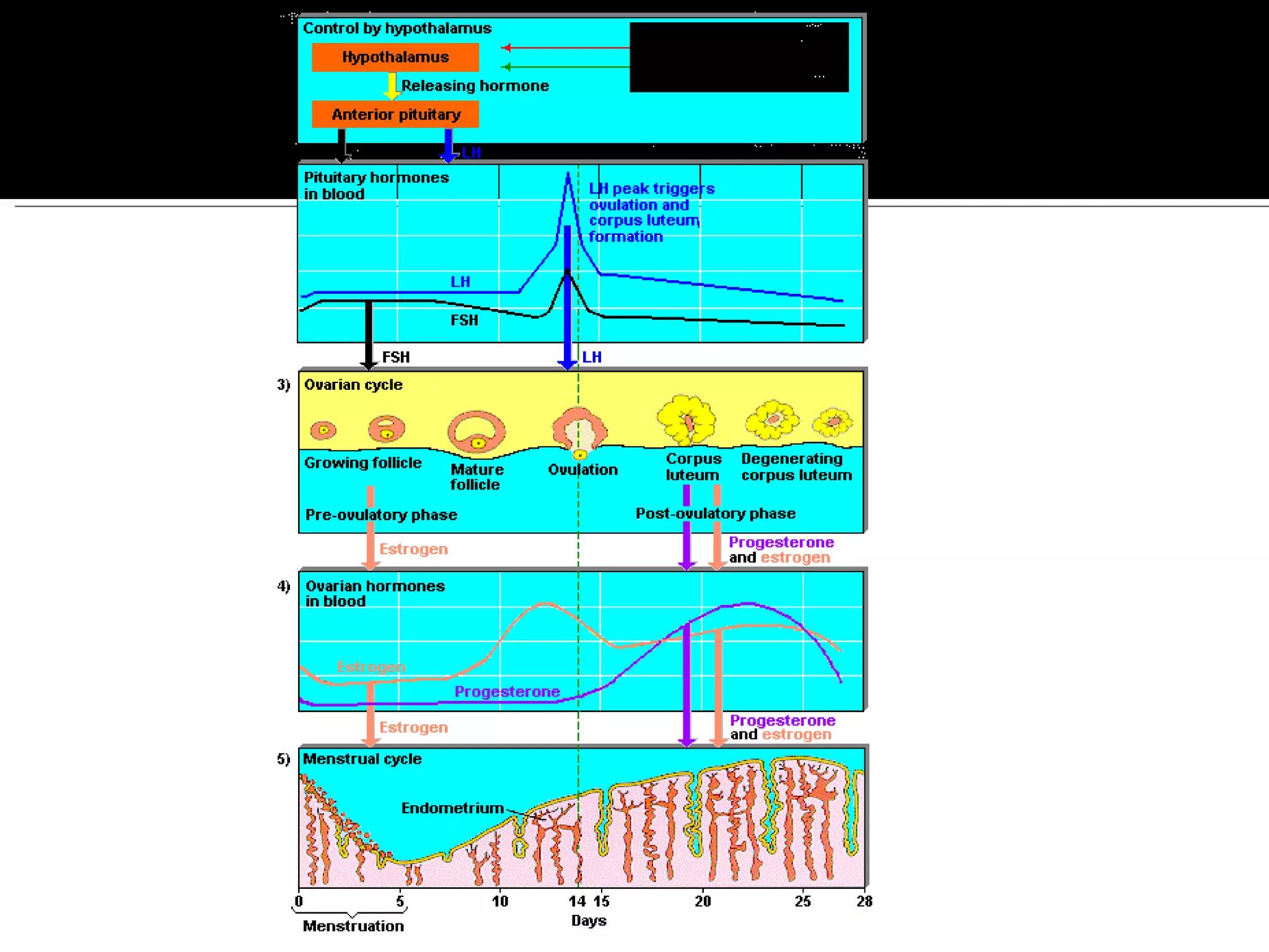 Animal Reproductive Cycles | PPT
