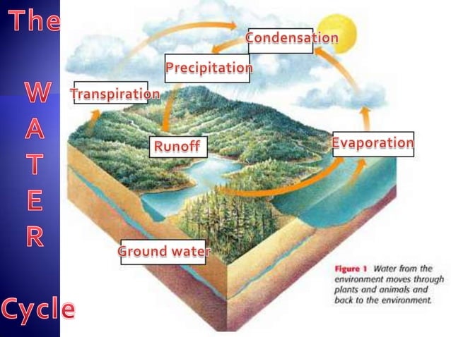Cycles in an ecosystem | PPTX | Geography | Science