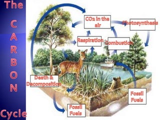 Cycles in an ecosystem | PPTX