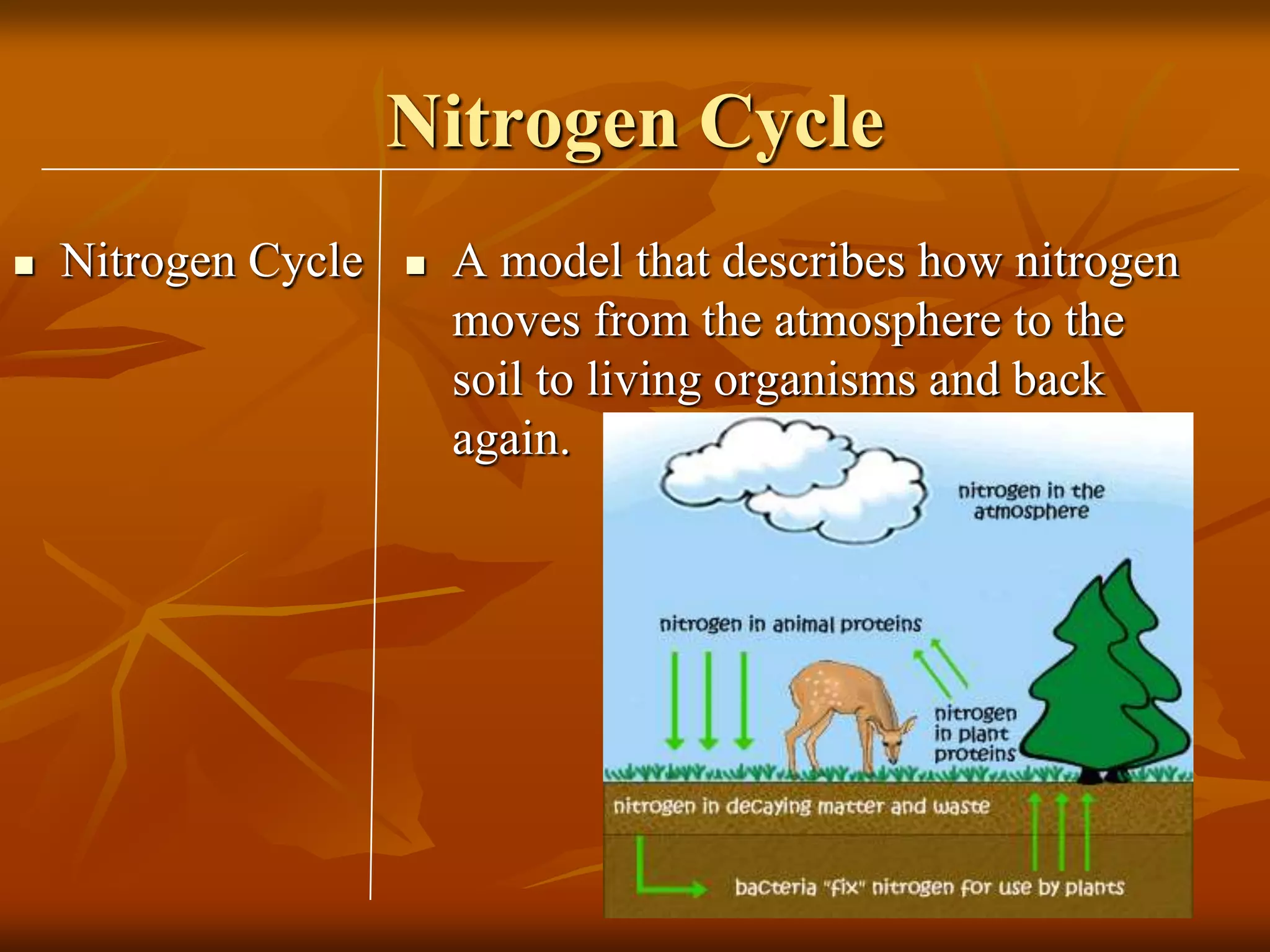 Cycles in nature.ppt