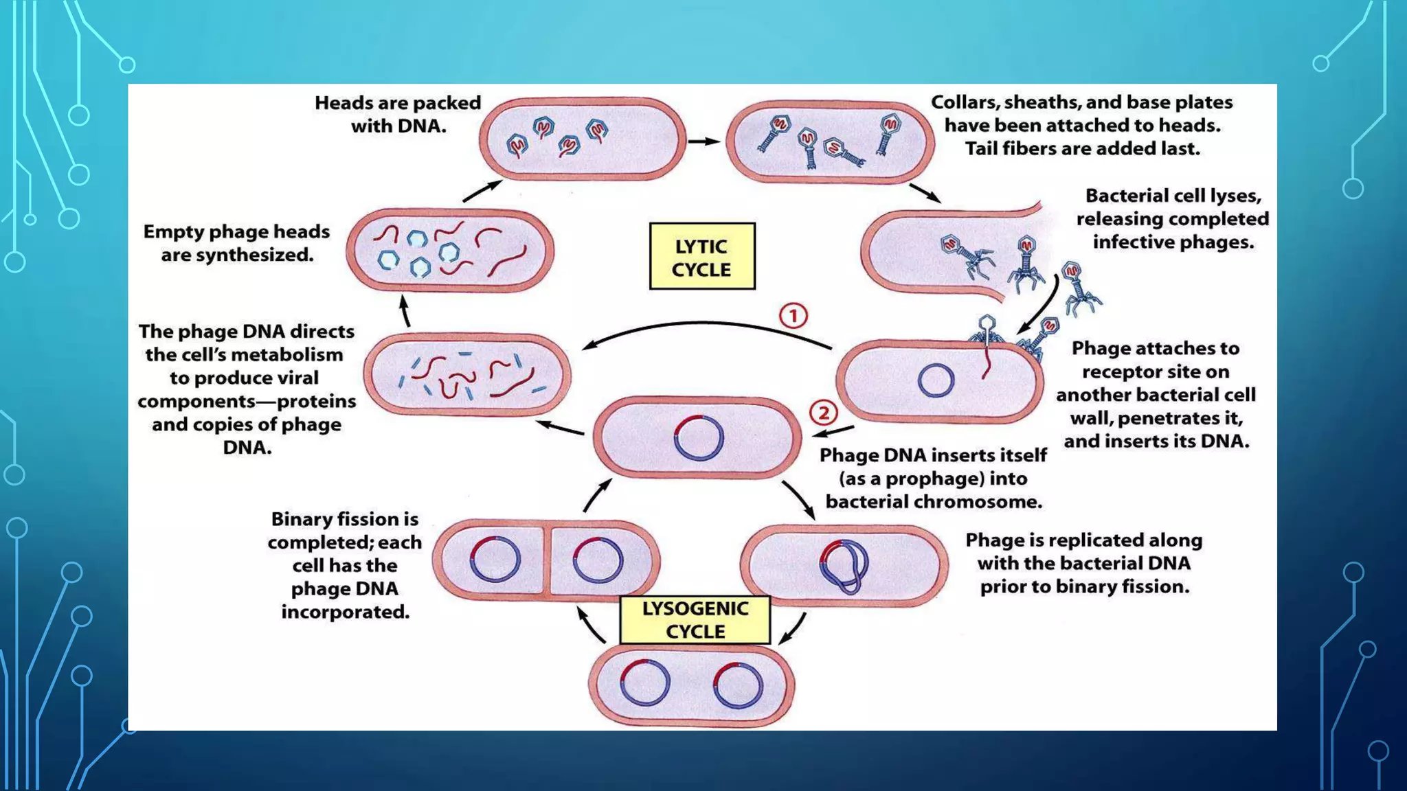 Lytic & Lysogenic Cycle | PPTX