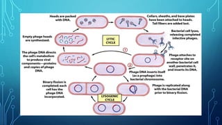 Lytic & Lysogenic Cycle | PPTX