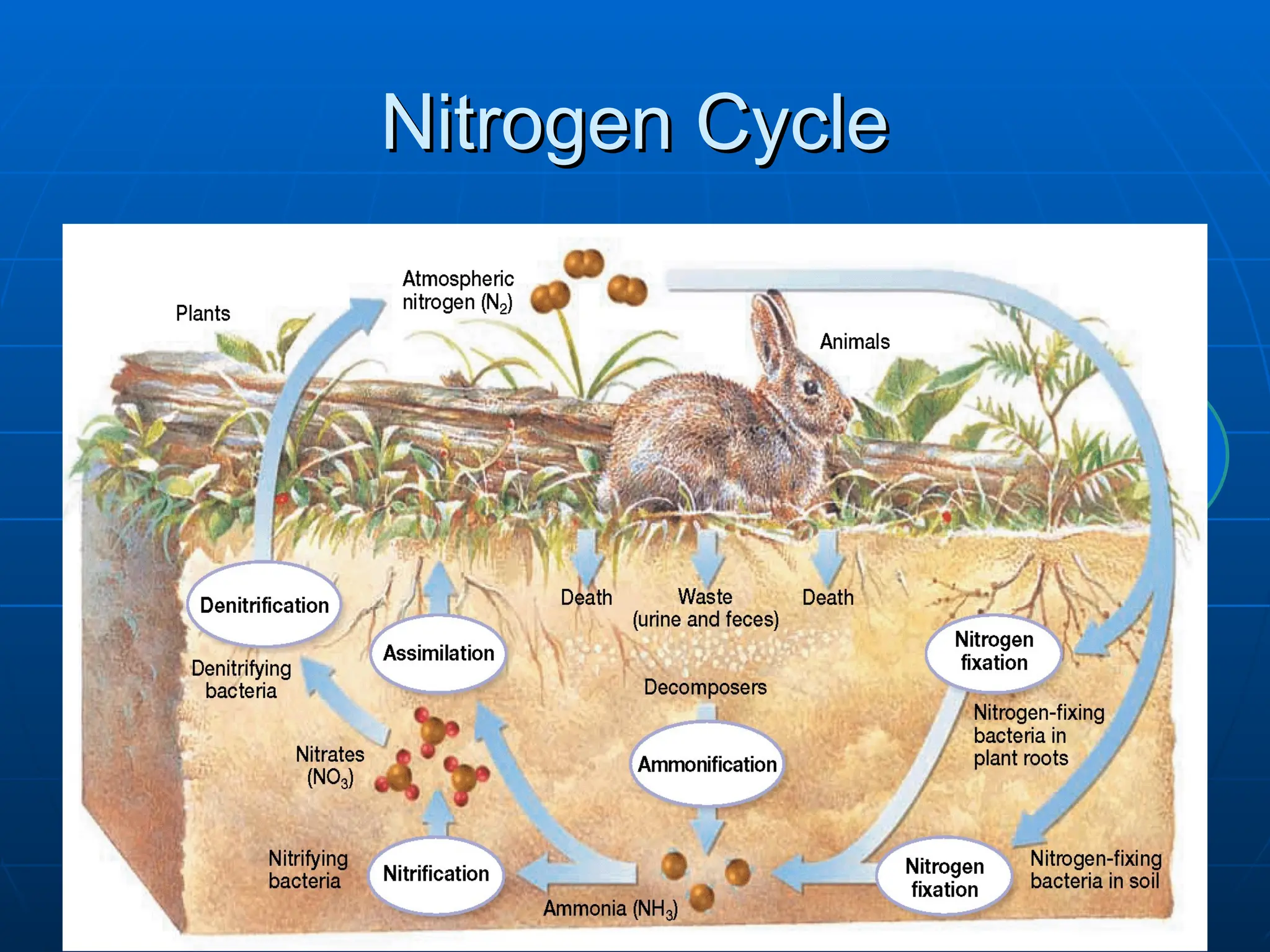 Cycles of nature.ppt elevate science grade 6 | PPT