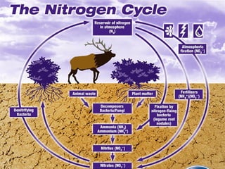 Cycles of nature.ppt elevate science grade 6 | PPT