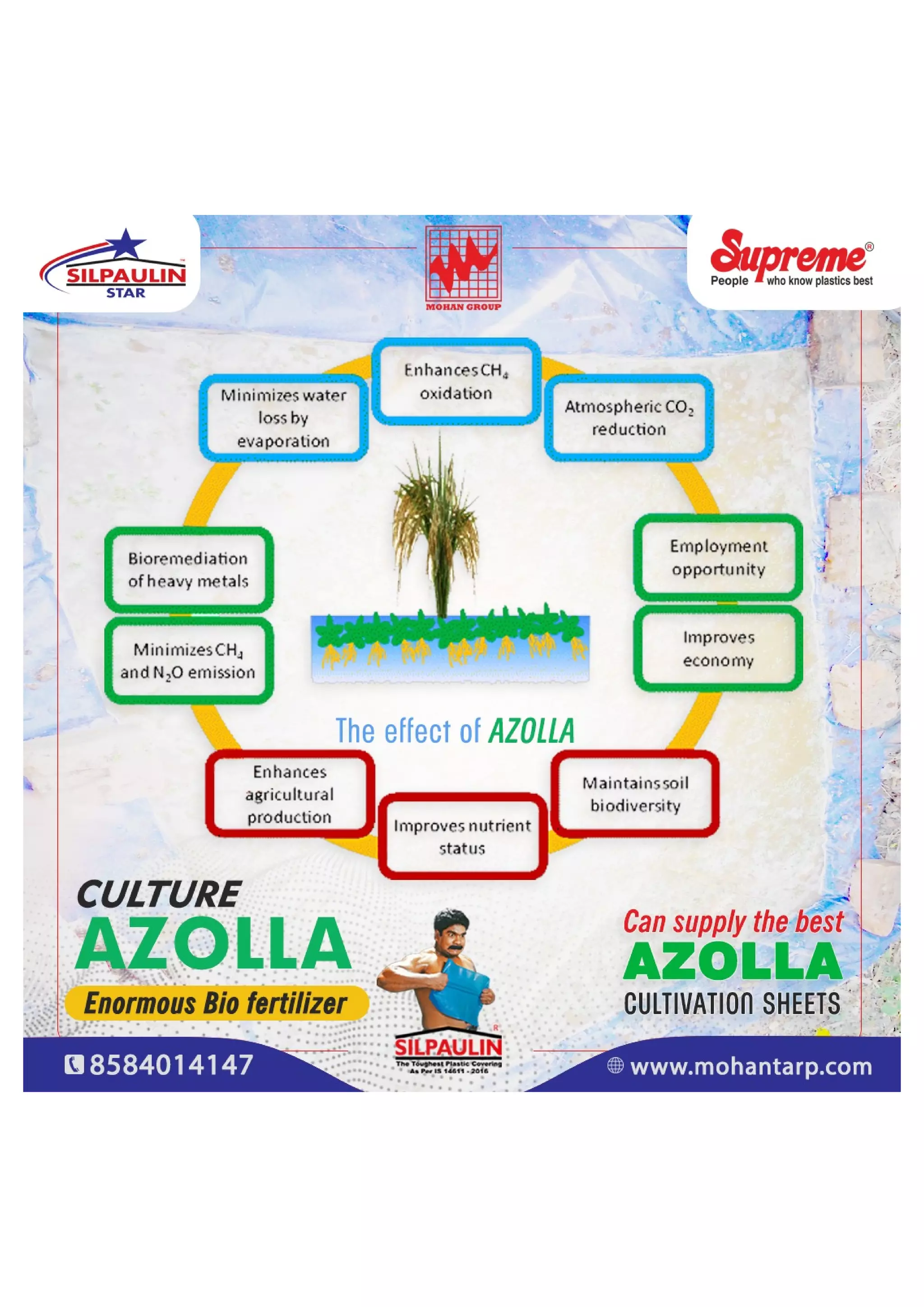 Effects of Azolla in Azolla farming | PDF