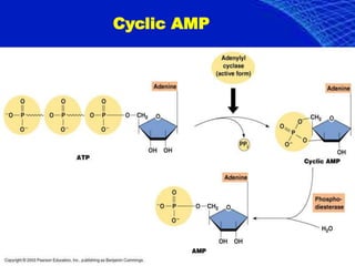 Cyclic Amp Structure