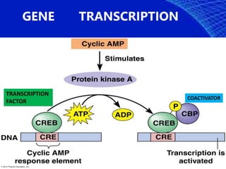 Cyclic Adenosine Monophosphate