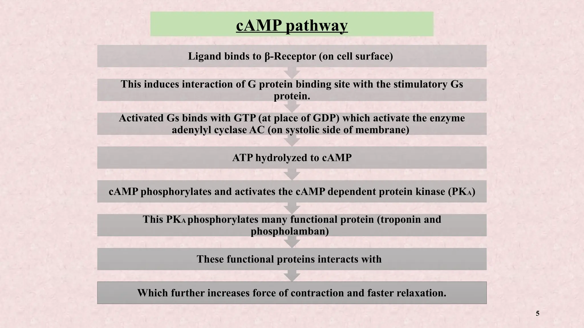 Cyclic AMP (cAMP) Signaling Pathway.pptx
