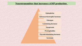 Cyclic AMP (cAMP) Signaling Pathway.pptx