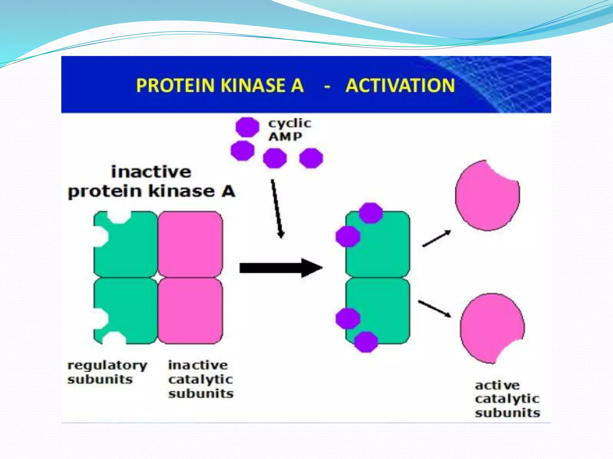 Cyclic amp pathway | PPT