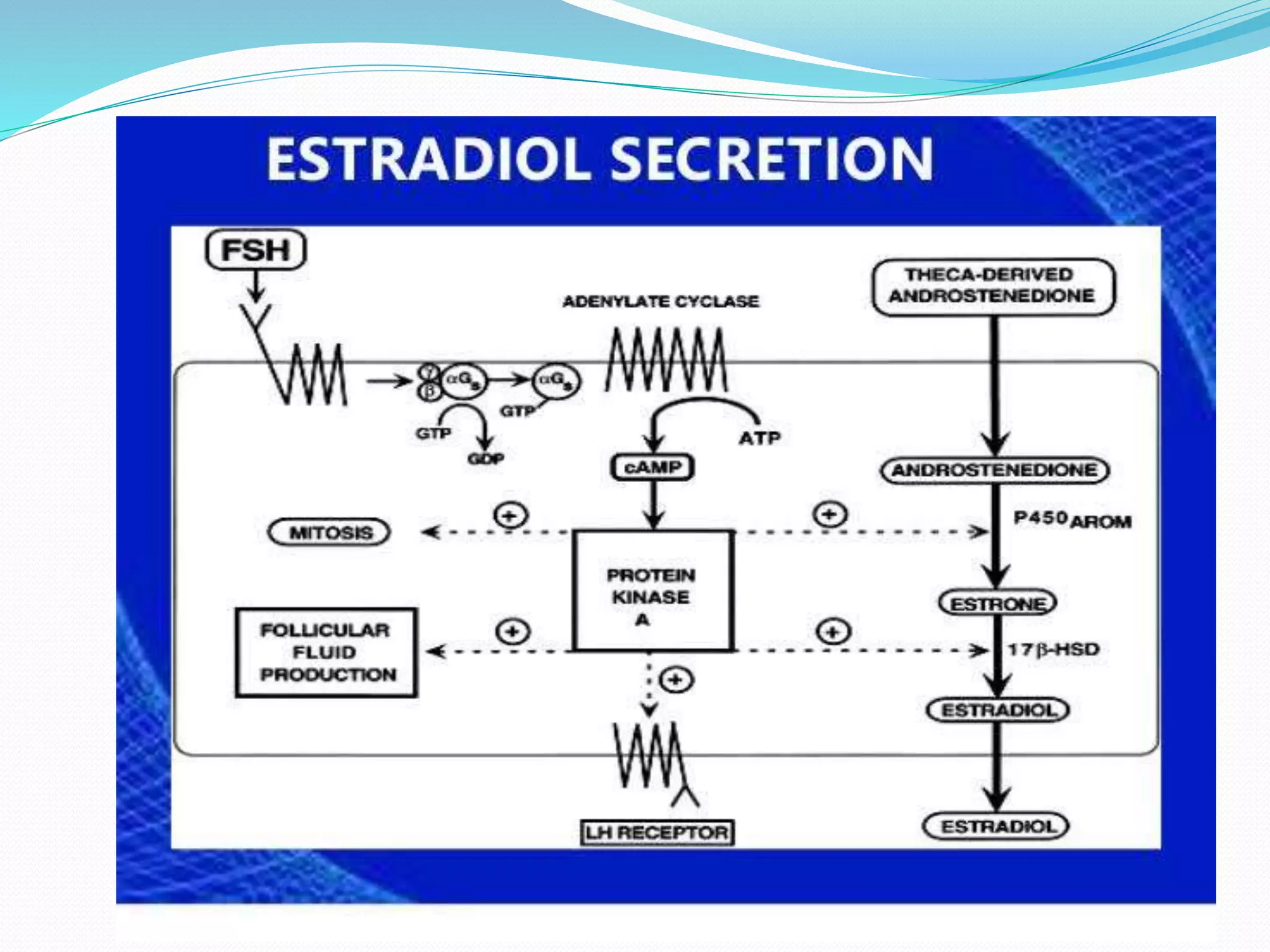 Cyclic amp pathway | PPT