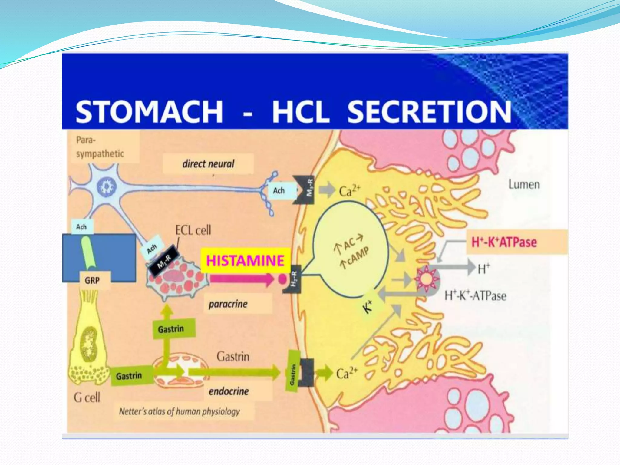 Cyclic amp pathway | PPT
