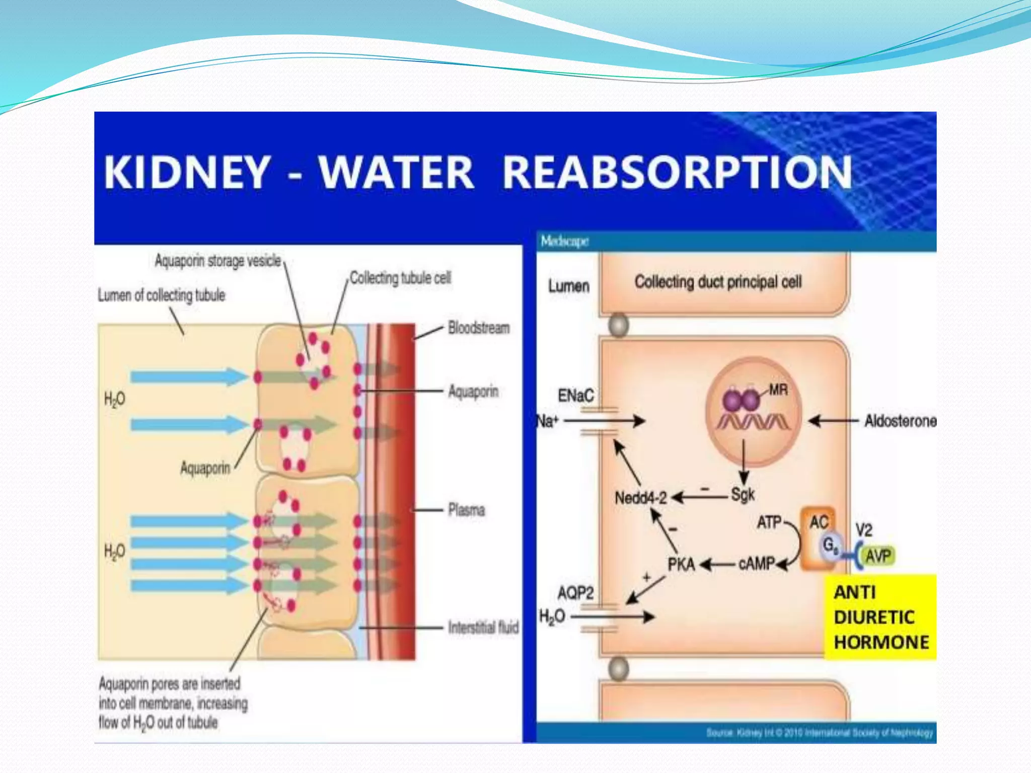 Cyclic amp pathway | PPT