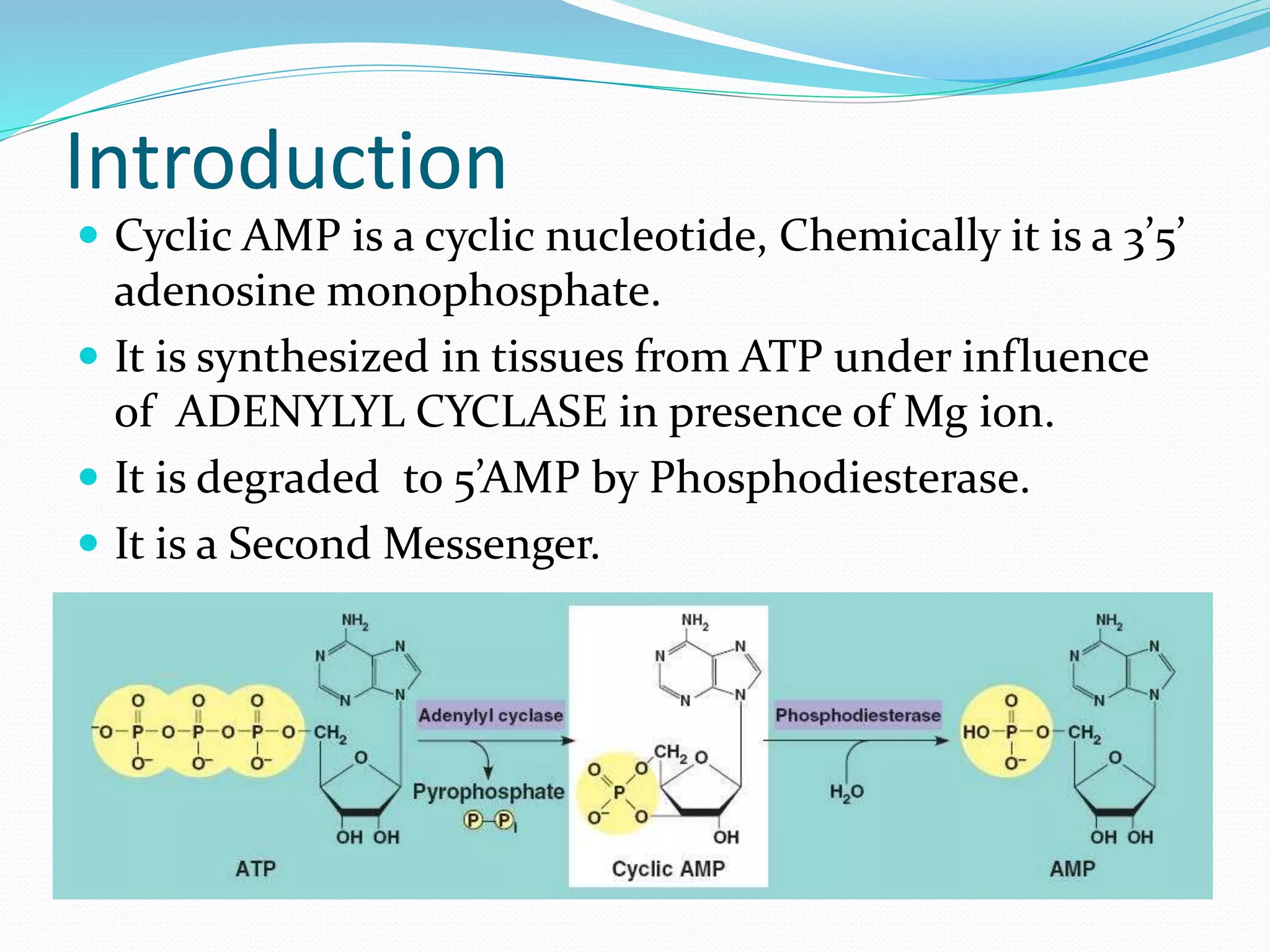 Cyclic amp pathway | PPT