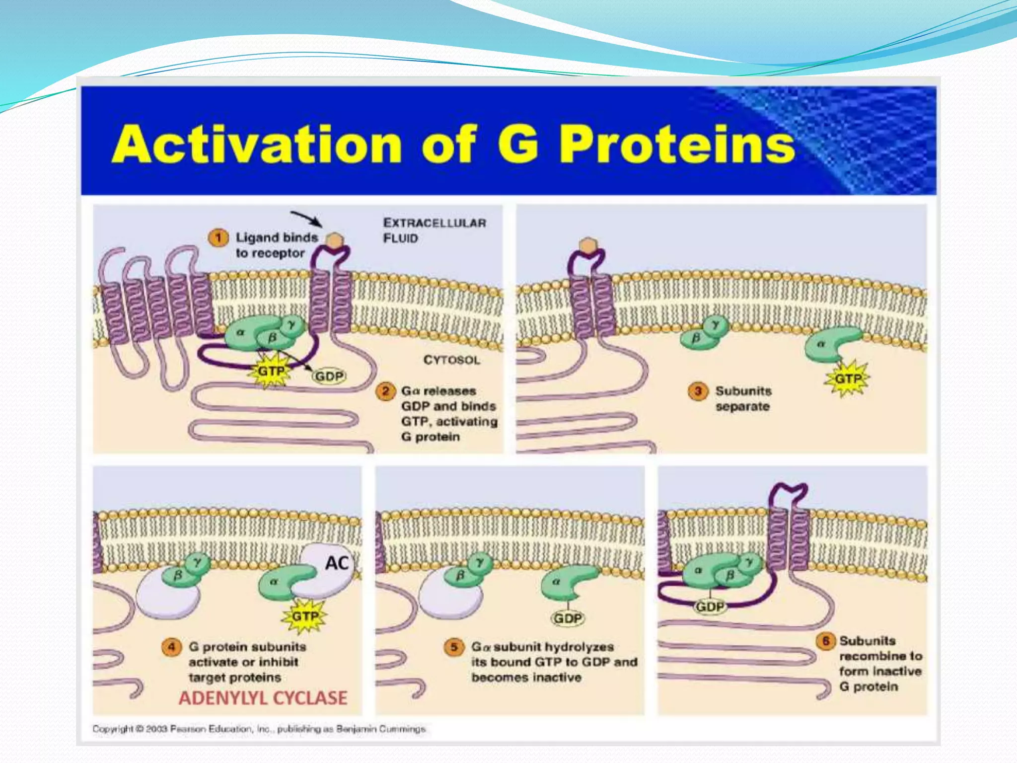 Cyclic amp pathway | PPT