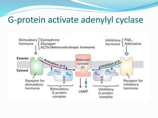 Cyclic amp pathway | PPT