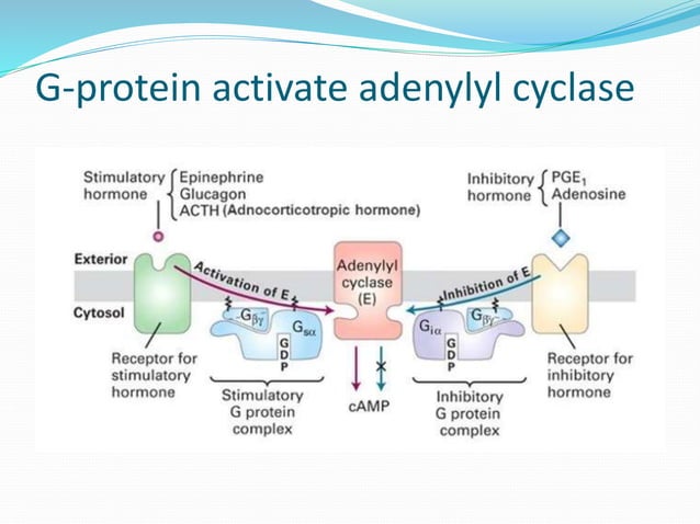 Cyclic amp pathway | PPT