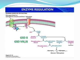 Cyclic amp pathway | PPT