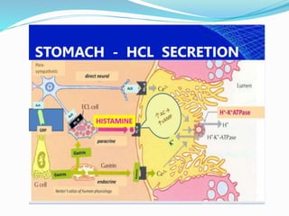 Cyclic amp pathway | PPT