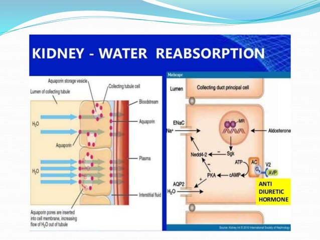 Cyclic amp pathway | PPT