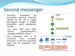 Cyclic amp pathway | PPT