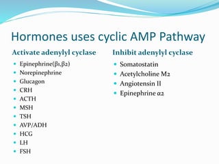 Cyclic amp pathway | PPT
